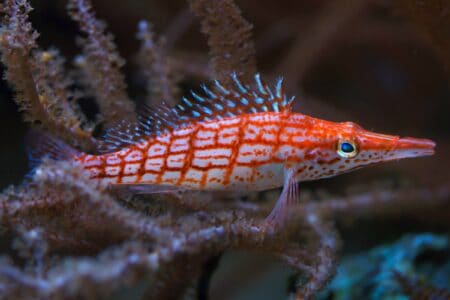 41 Most Popular Types of Saltwater Fish