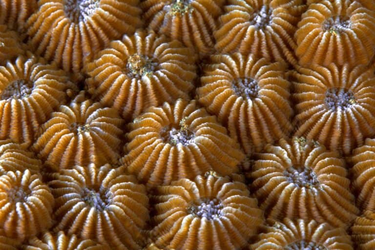 25 Different Types of Coral Species