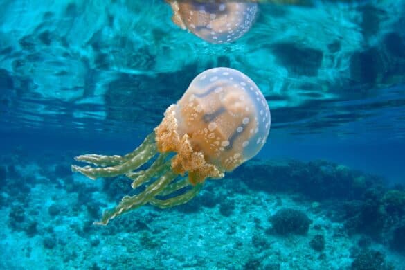 How Do Jellyfish Reproduce? - Jellyfish Life Cycle Explained