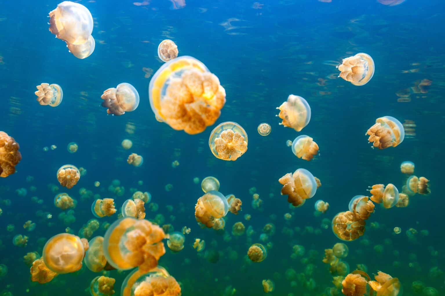How Do Jellyfish Reproduce? - Jellyfish Life Cycle Explained