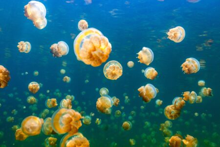 How Do Jellyfish Reproduce? - Jellyfish Life Cycle Explained