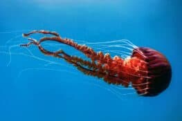 How Do Jellyfish Reproduce? - Jellyfish Life Cycle Explained