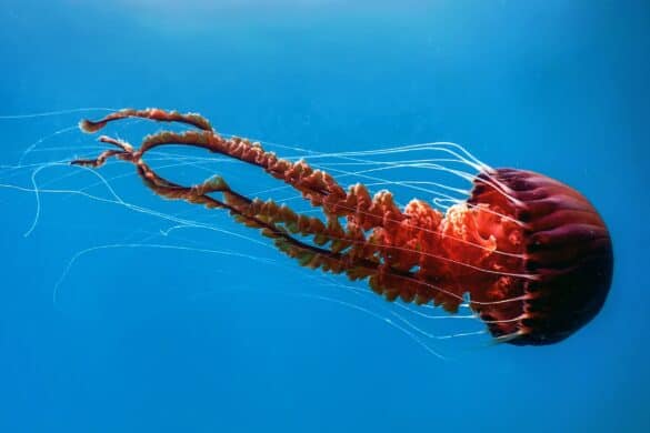 How Do Jellyfish Reproduce? - Jellyfish Life Cycle Explained