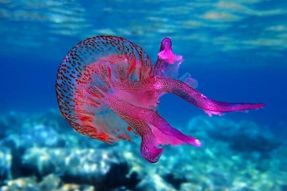 How Do Jellyfish Reproduce? - Jellyfish Life Cycle Explained