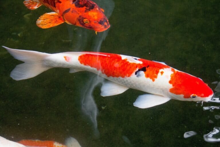 10 Most Expensive Types of Koi Fish