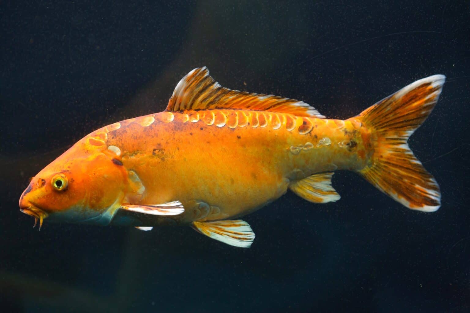 24 Most Popular Types of Carp