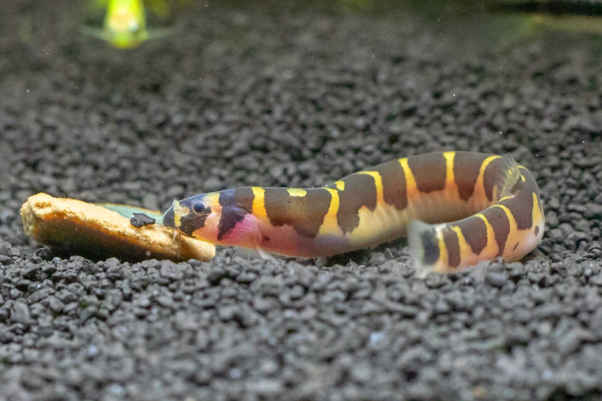 15 Types of Sucker Fish for Your Aquarium