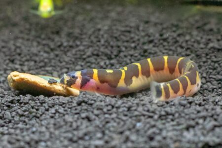 15 Types of Sucker Fish for Your Aquarium