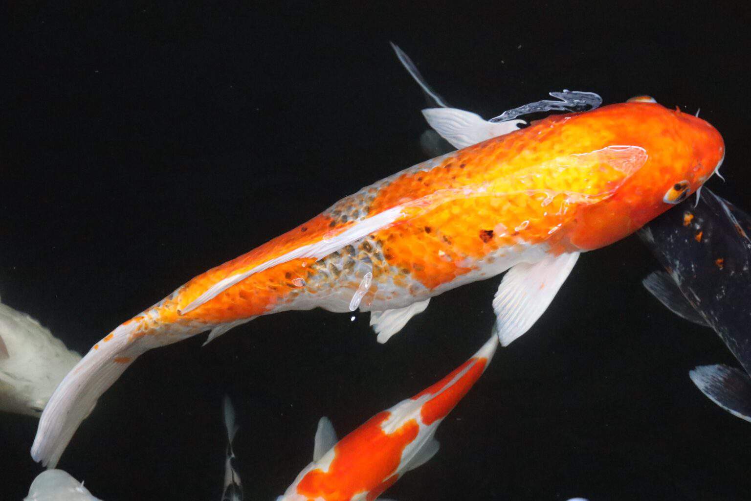 10 Most Expensive Types of Koi Fish