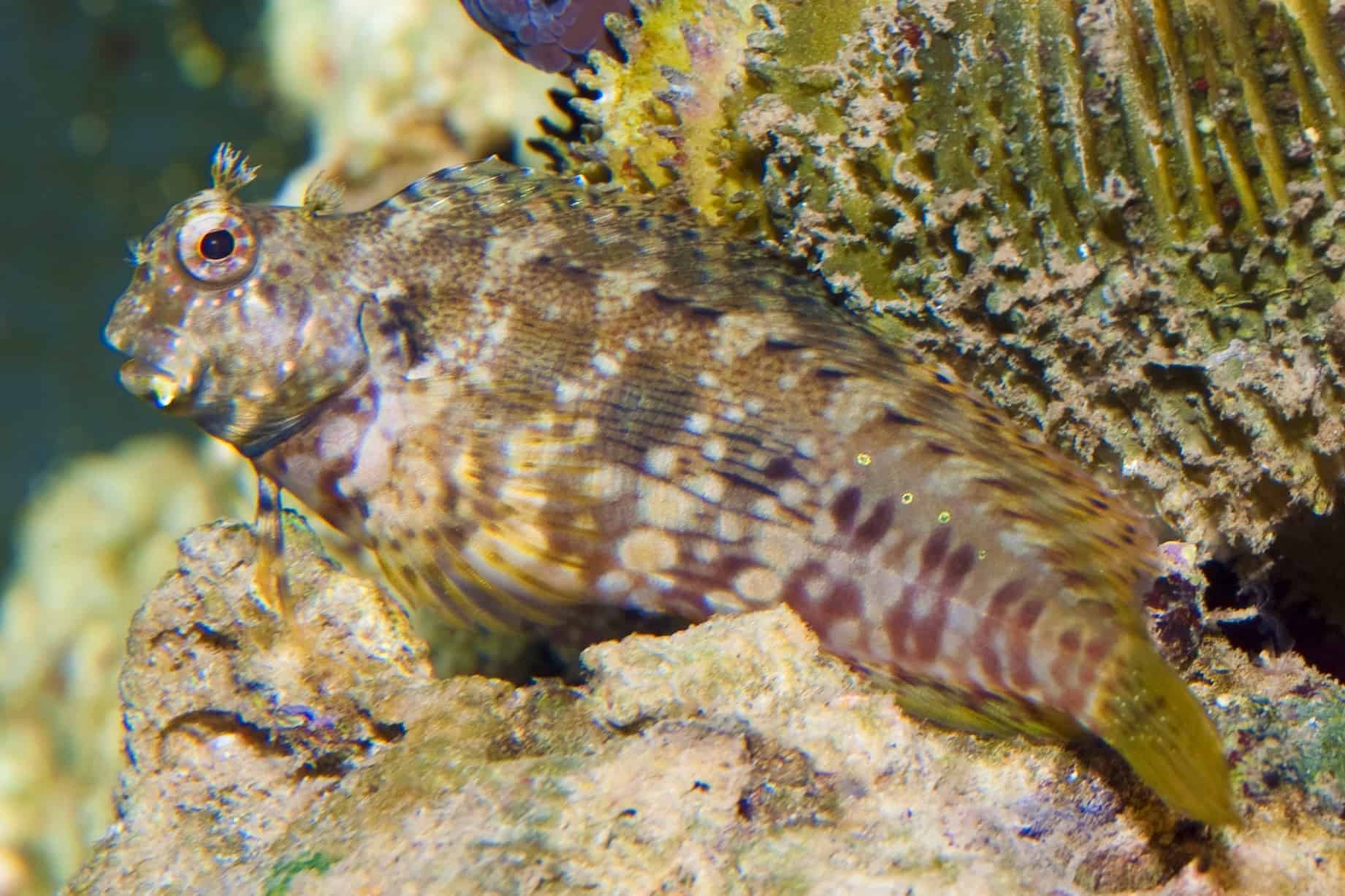 41 Most Popular Types of Saltwater Fish