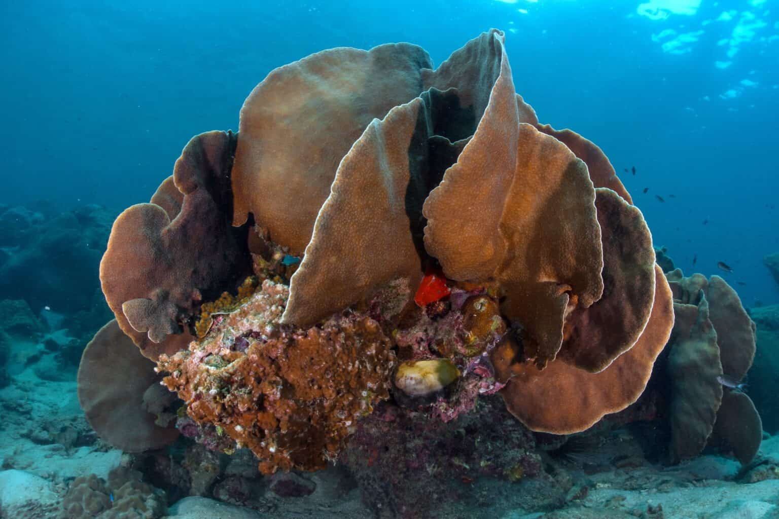 25 Different Types of Coral Species
