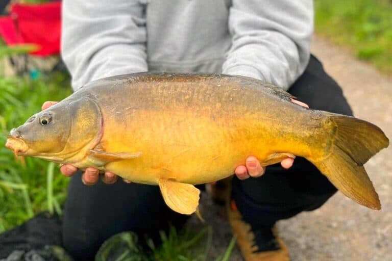 24 Most Popular Types of Carp