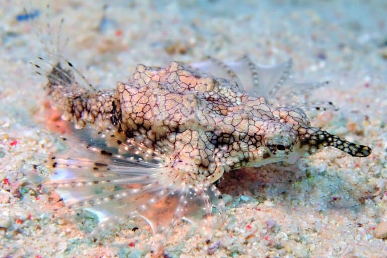 27 Most Popular Types of Fish With Legs