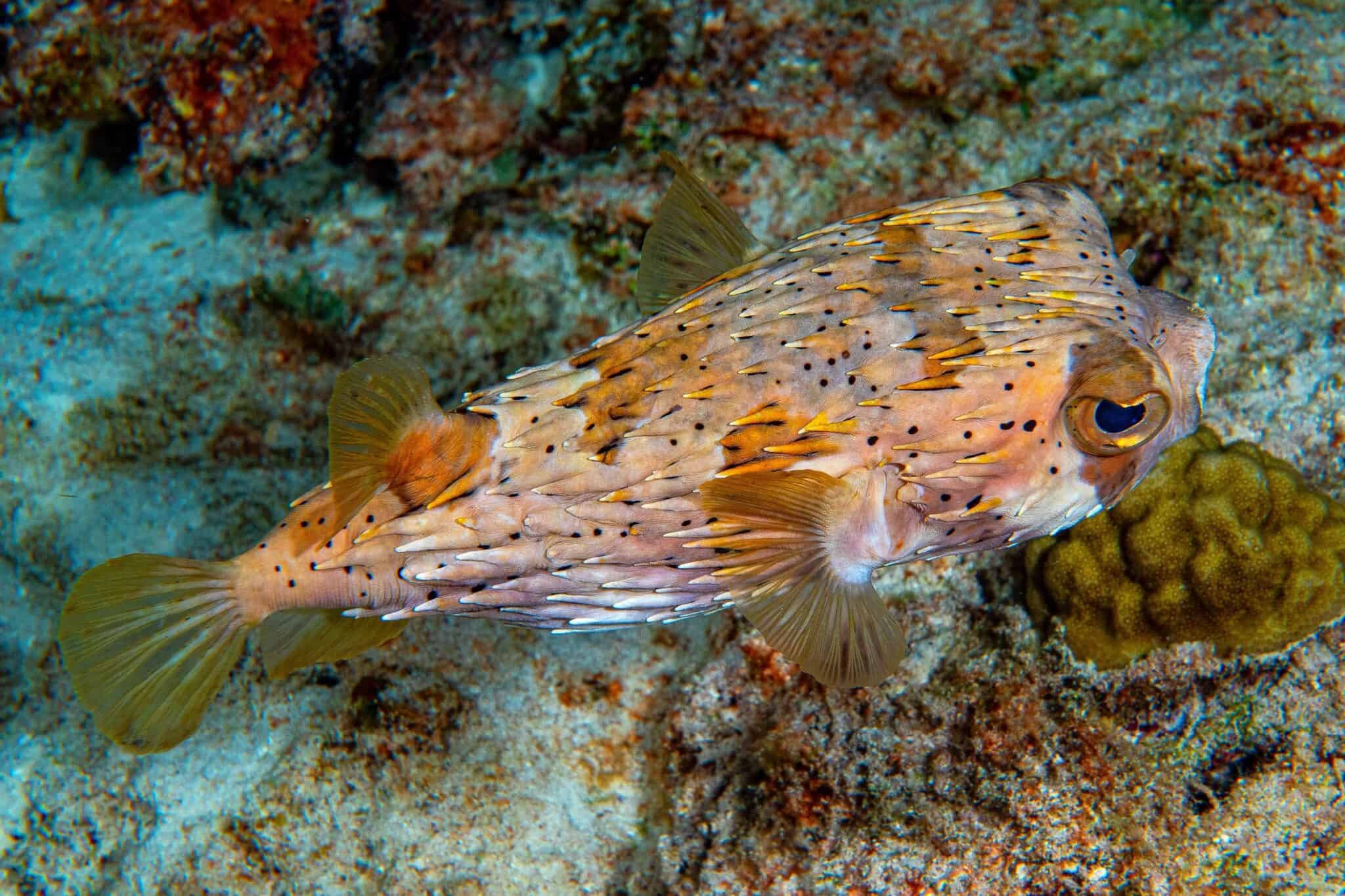 17 Types of Fish From Finding Nemo