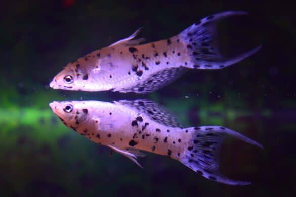 Dalmatian Molly: Species Profile, Facts & Pictures