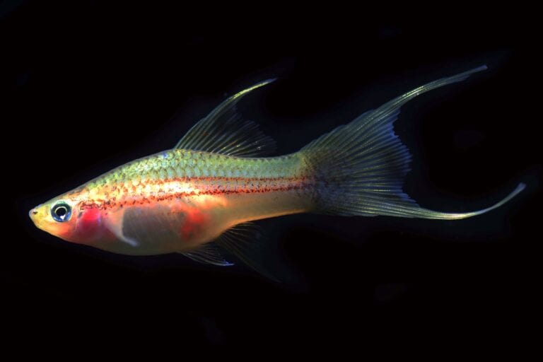 Lyretail Molly: Species Profile, Care Guide & Pictures