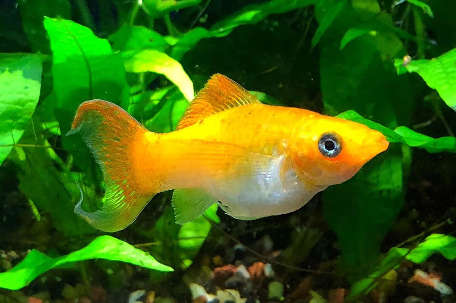 Lyretail Molly: Species Profile, Care Guide & Pictures