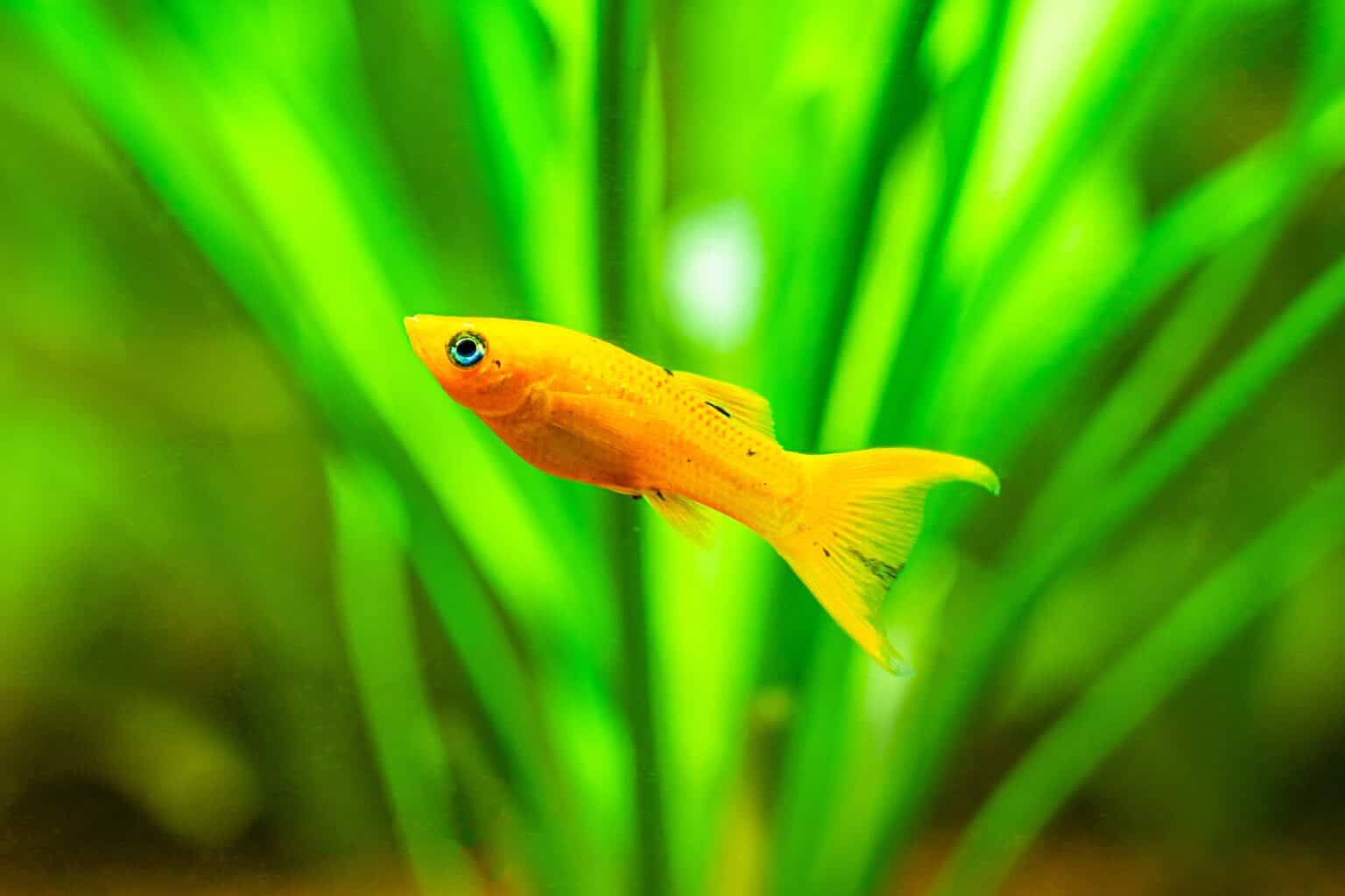 Lyretail Molly: Species Profile, Care Guide & Pictures