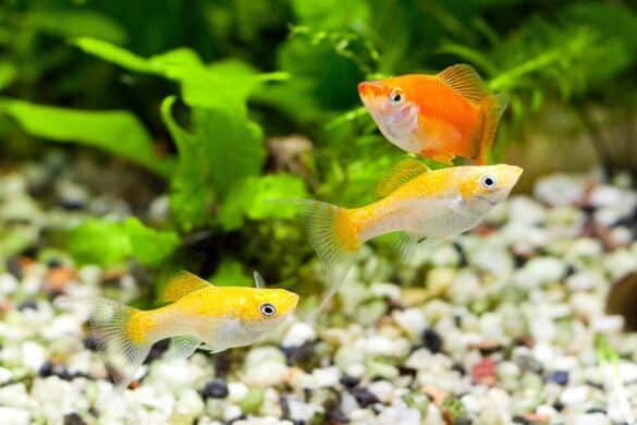 31 Best Schooling Fish for Your Aquarium