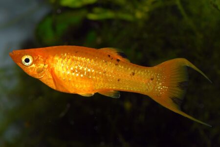Lyretail Molly: Species Profile, Care Guide & Pictures