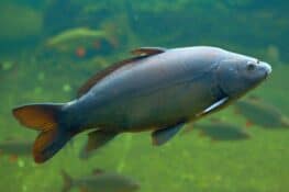 24 Most Popular Types of Carp