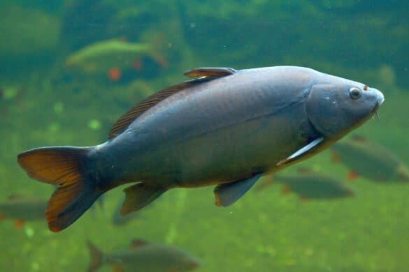 24 Most Popular Types of Carp