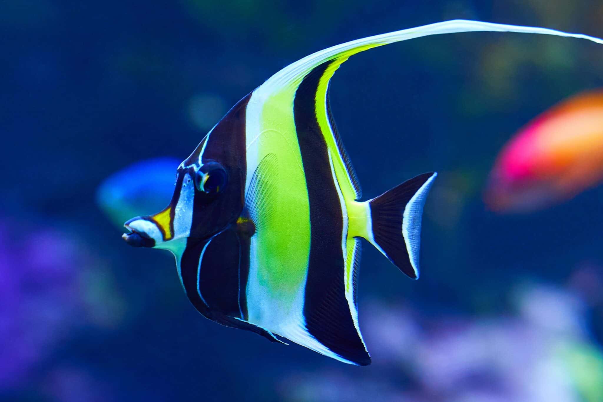 17 Types of Fish From Finding Nemo