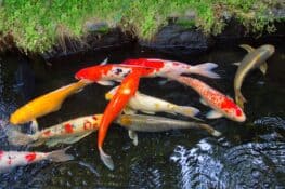 44 Different Types of Rays: Identification Guide