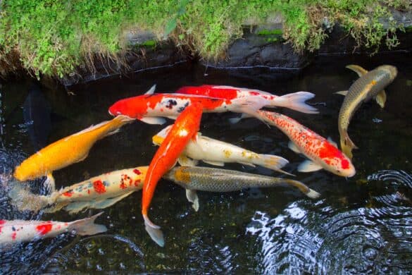 10 Most Expensive Types of Koi Fish