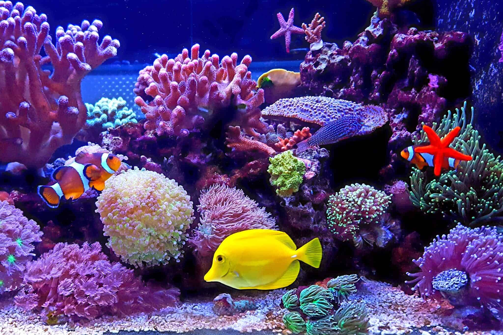41 Most Popular Types of Saltwater Fish