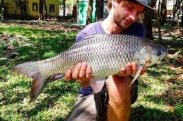 24 Most Popular Types of Carp