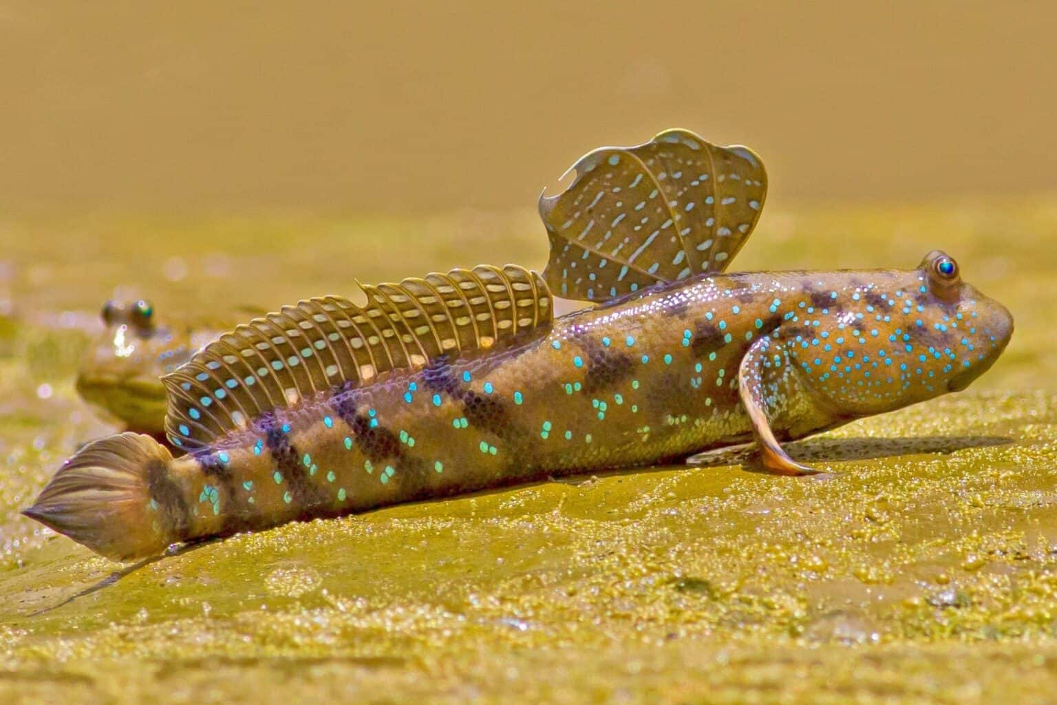 27 Most Popular Types of Fish With Legs