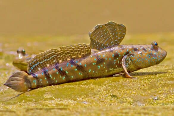 27 Most Popular Types of Fish With Legs