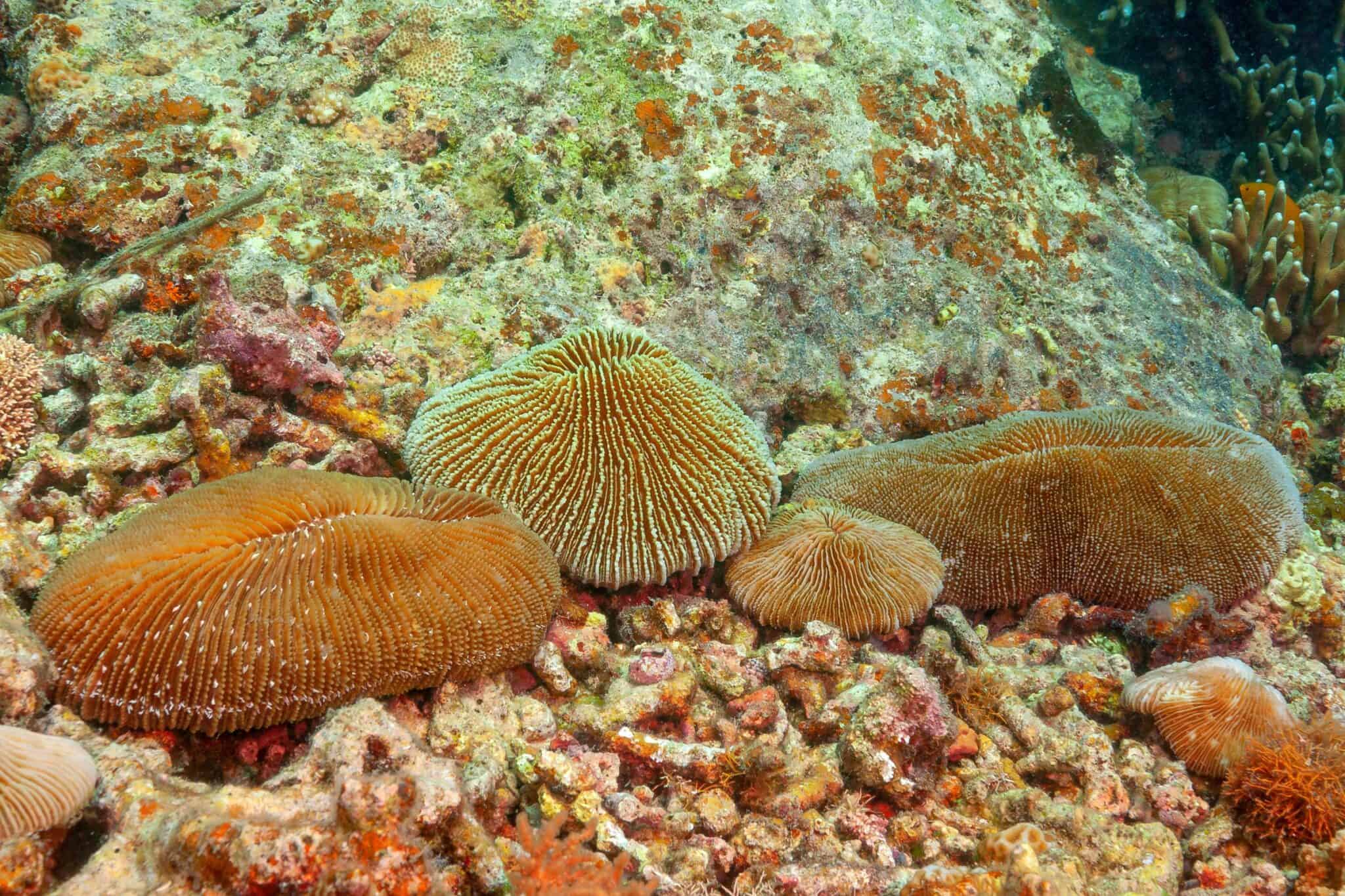 25 Different Types of Coral Species