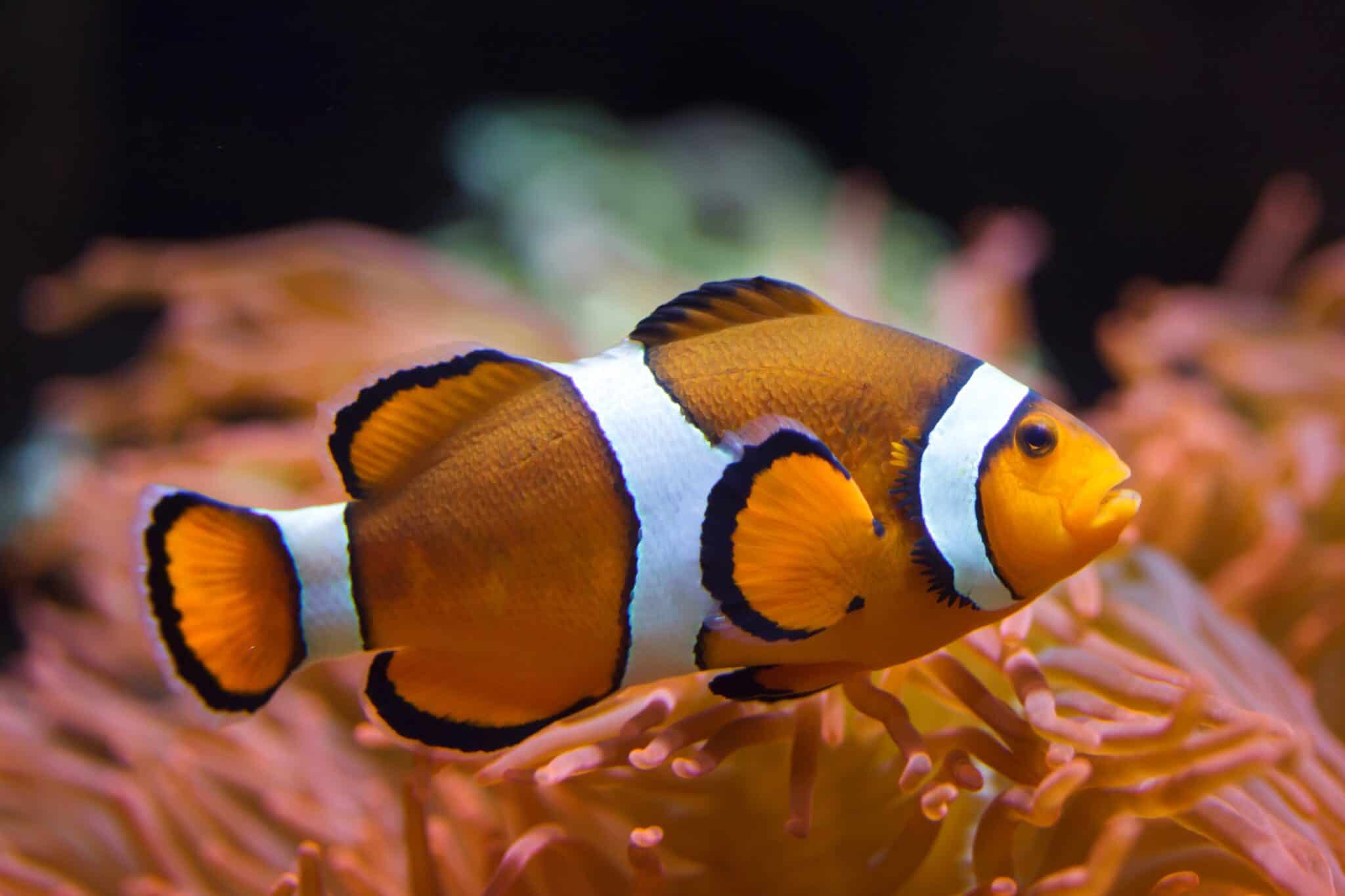 Where Do Clownfish Live? - Clownfish Habitat & Facts