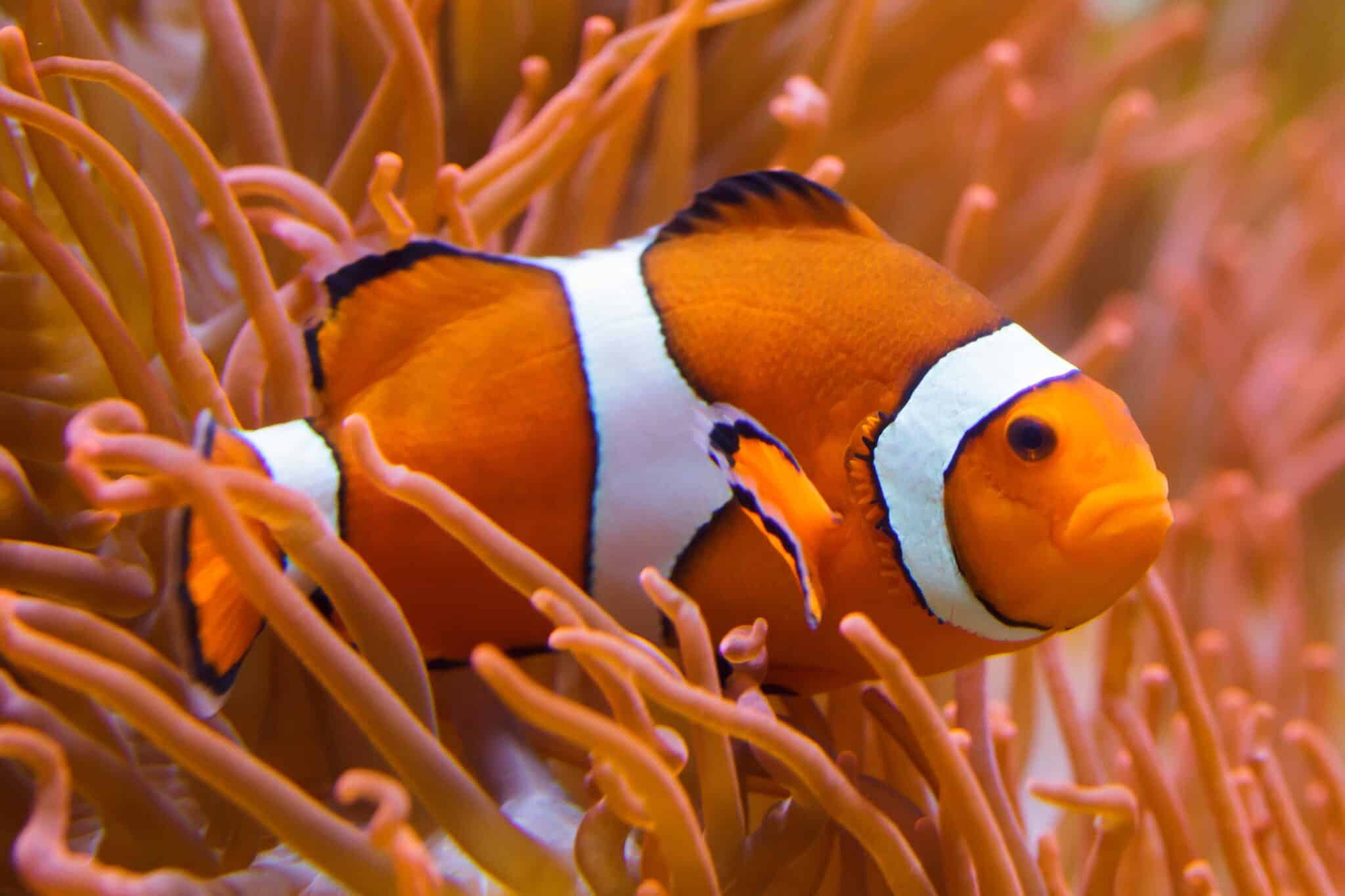 17 Types of Fish From Finding Nemo
