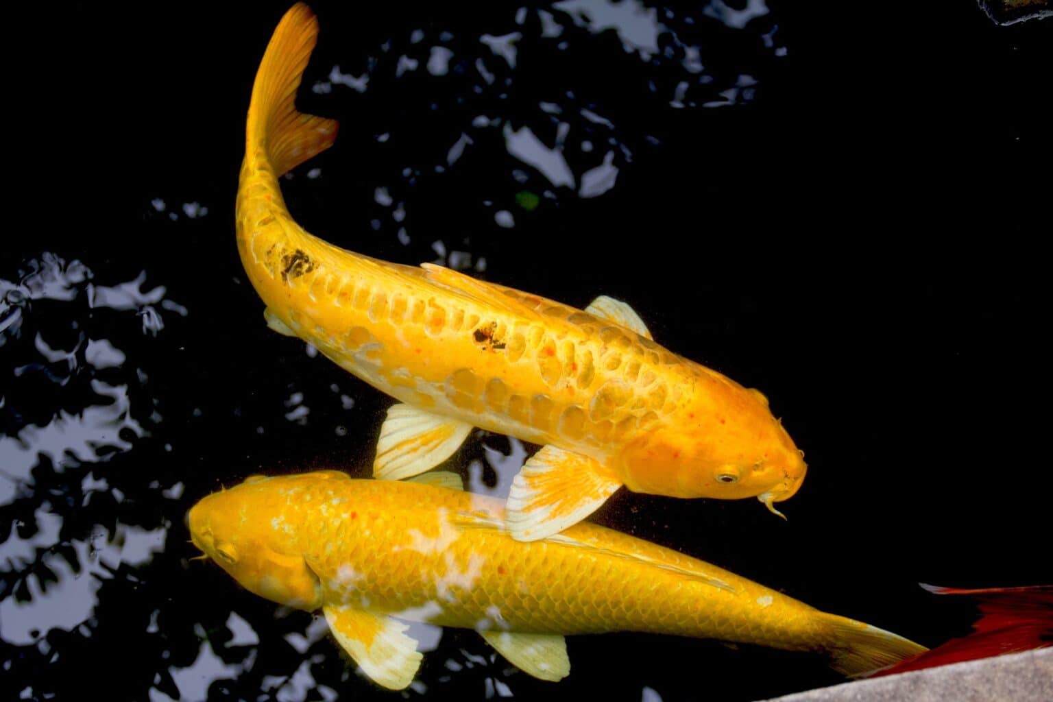 10 Most Expensive Types of Koi Fish
