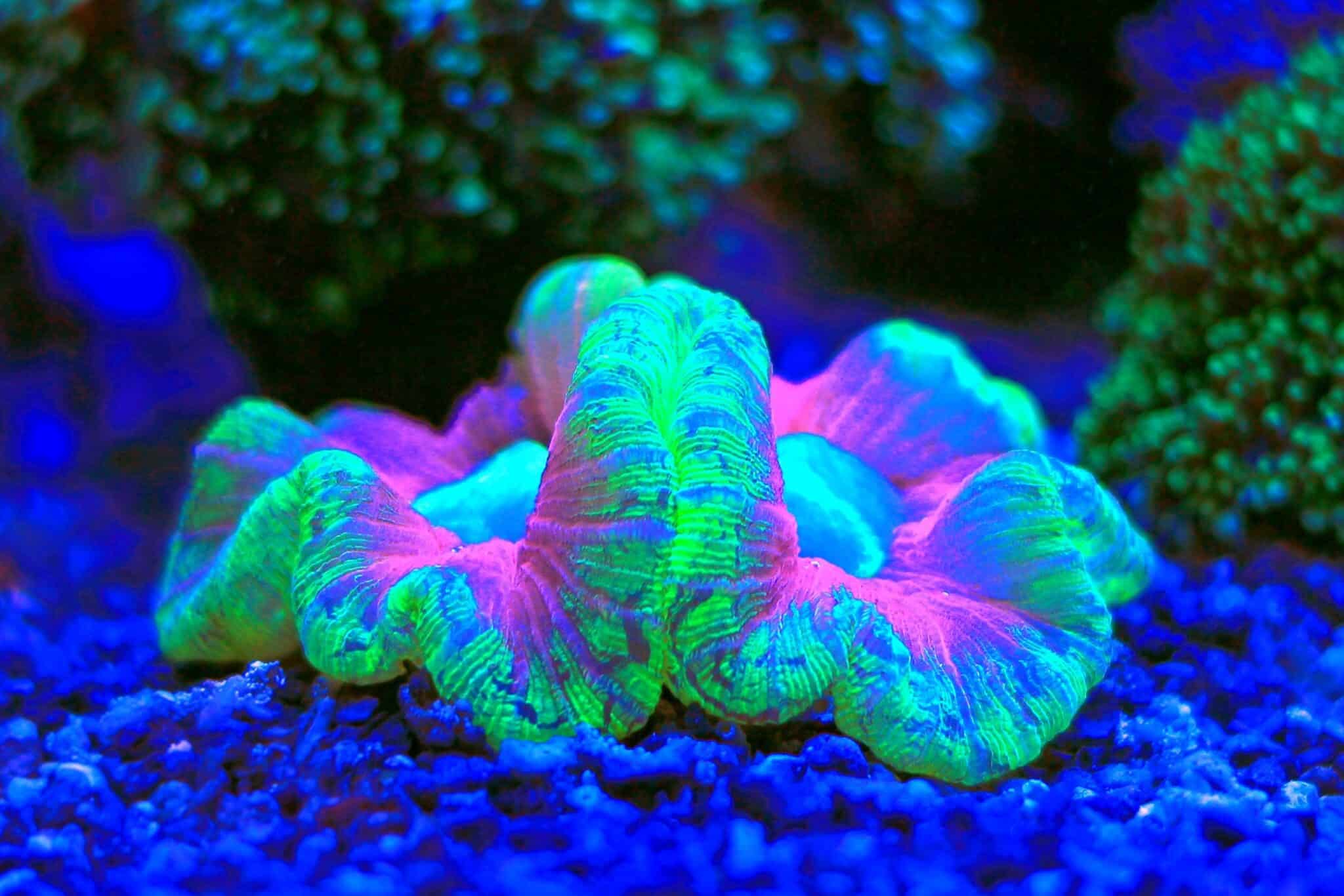 25 Different Types of Coral Species