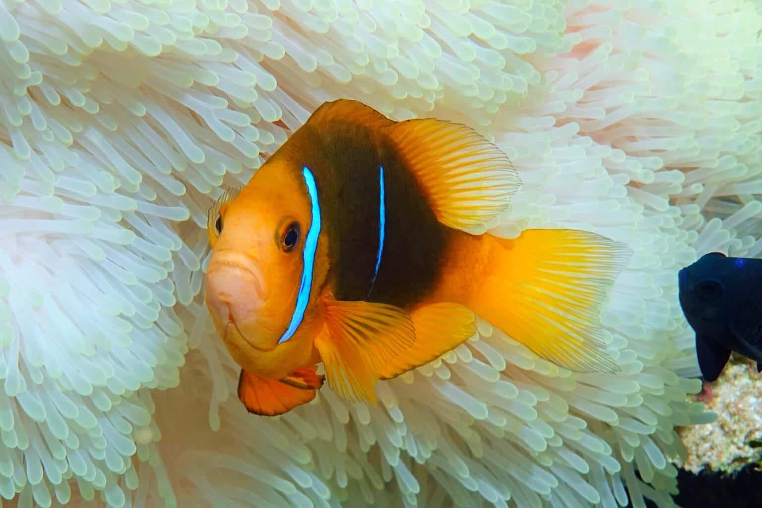 Where Do Clownfish Live? - Clownfish Habitat & Facts