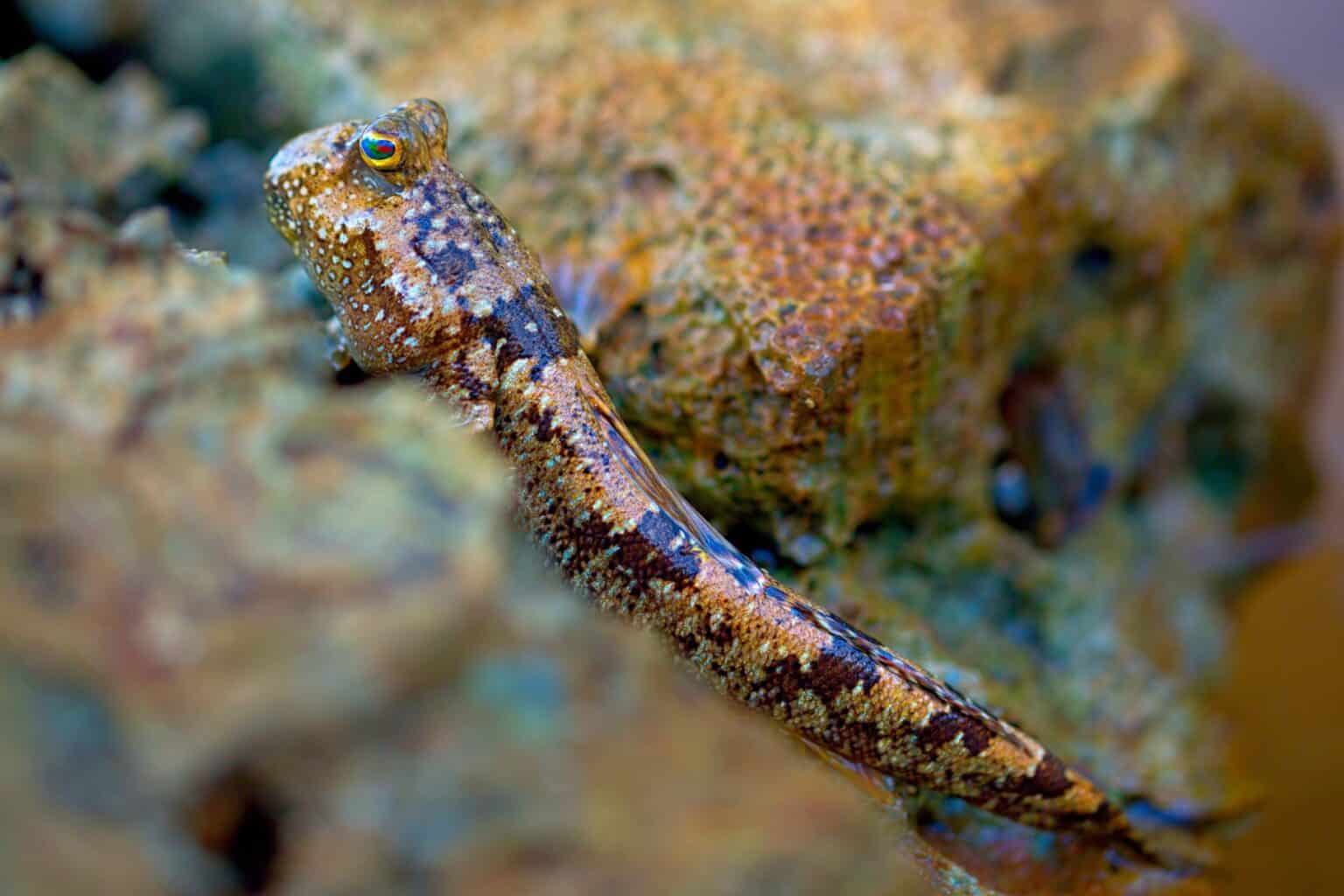 27 Most Popular Types of Fish With Legs