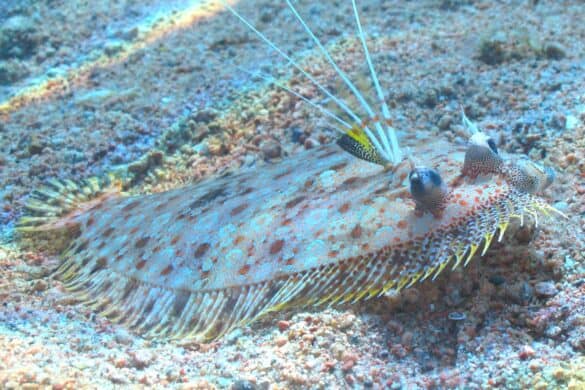 27 Most Popular Types of Fish With Legs