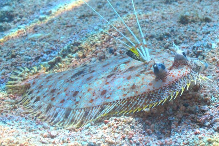 27 Most Popular Types of Fish With Legs