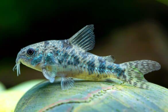 31 Best Schooling Fish for Your Aquarium