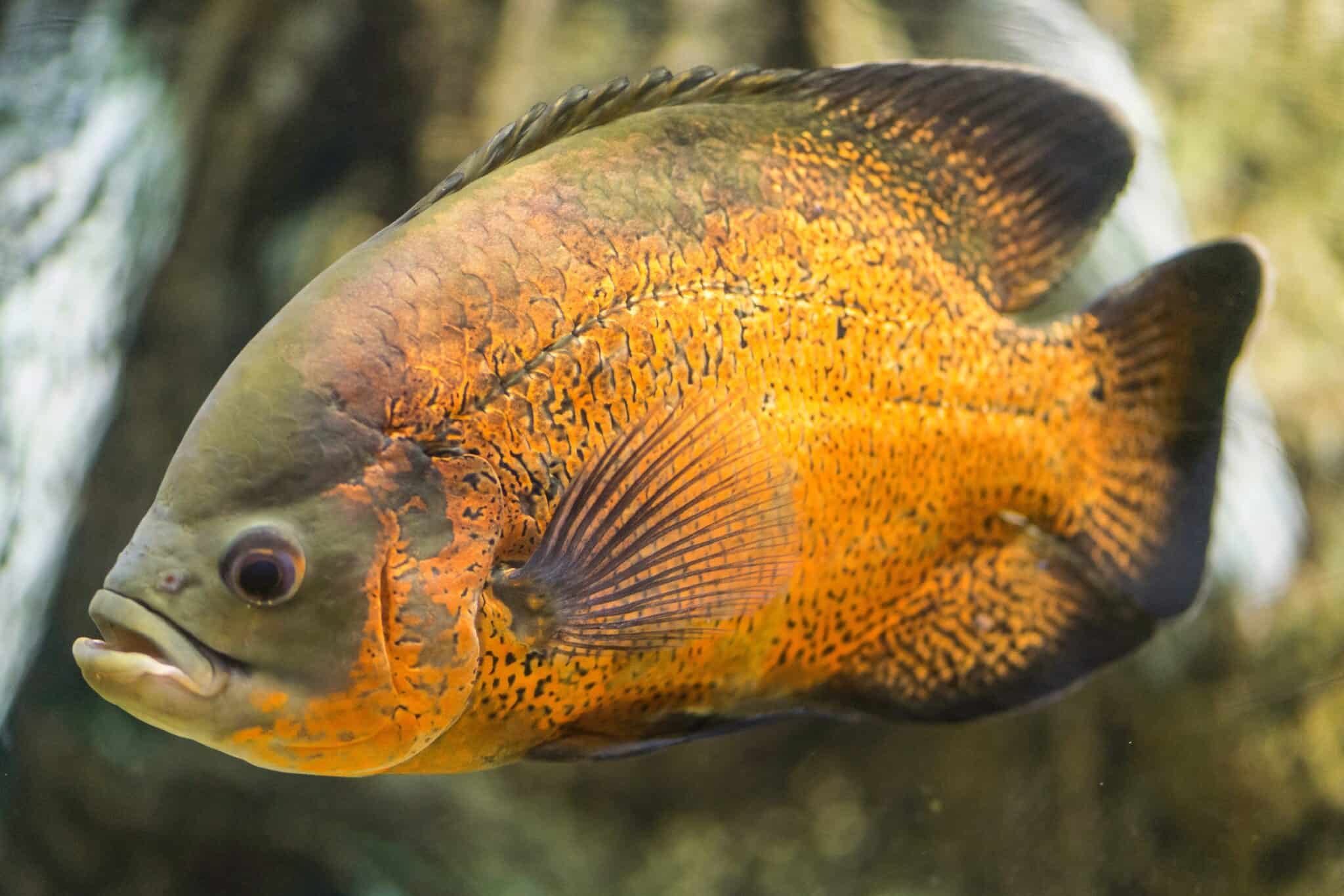12 Types of Piranhas for Your Aquarium