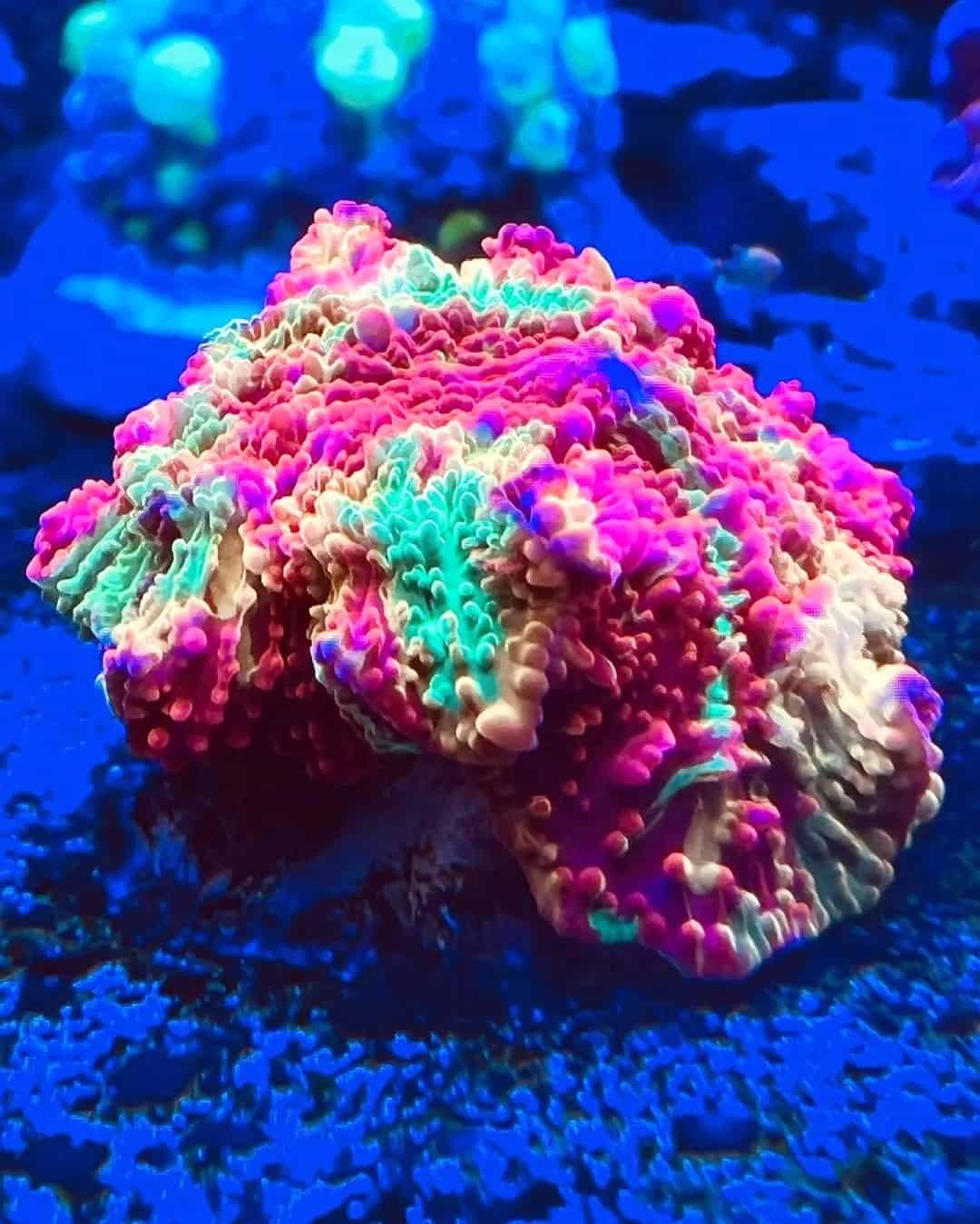 5 Most Expensive Corals in the World