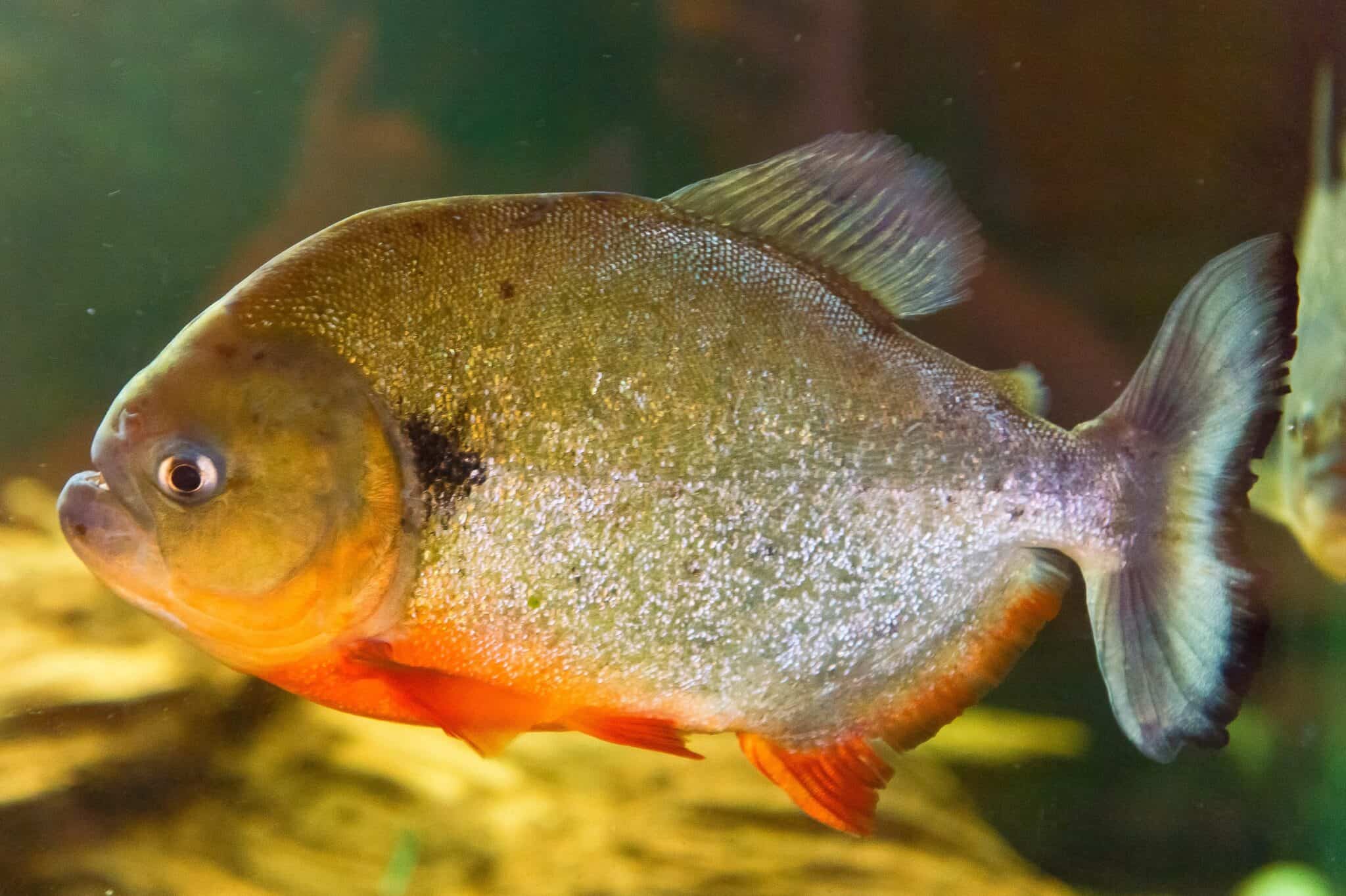 12 Types of Piranhas for Your Aquarium