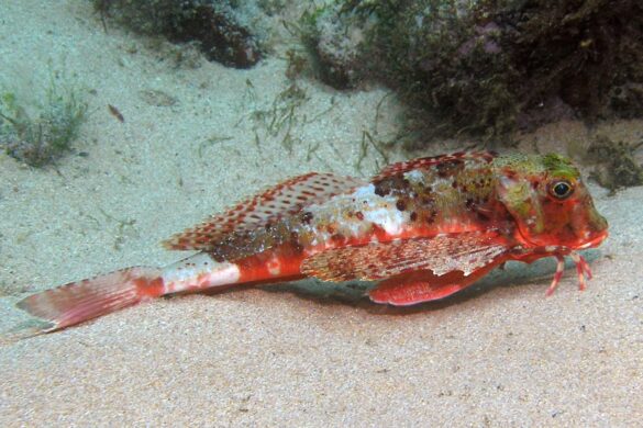 27 Most Popular Types of Fish With Legs