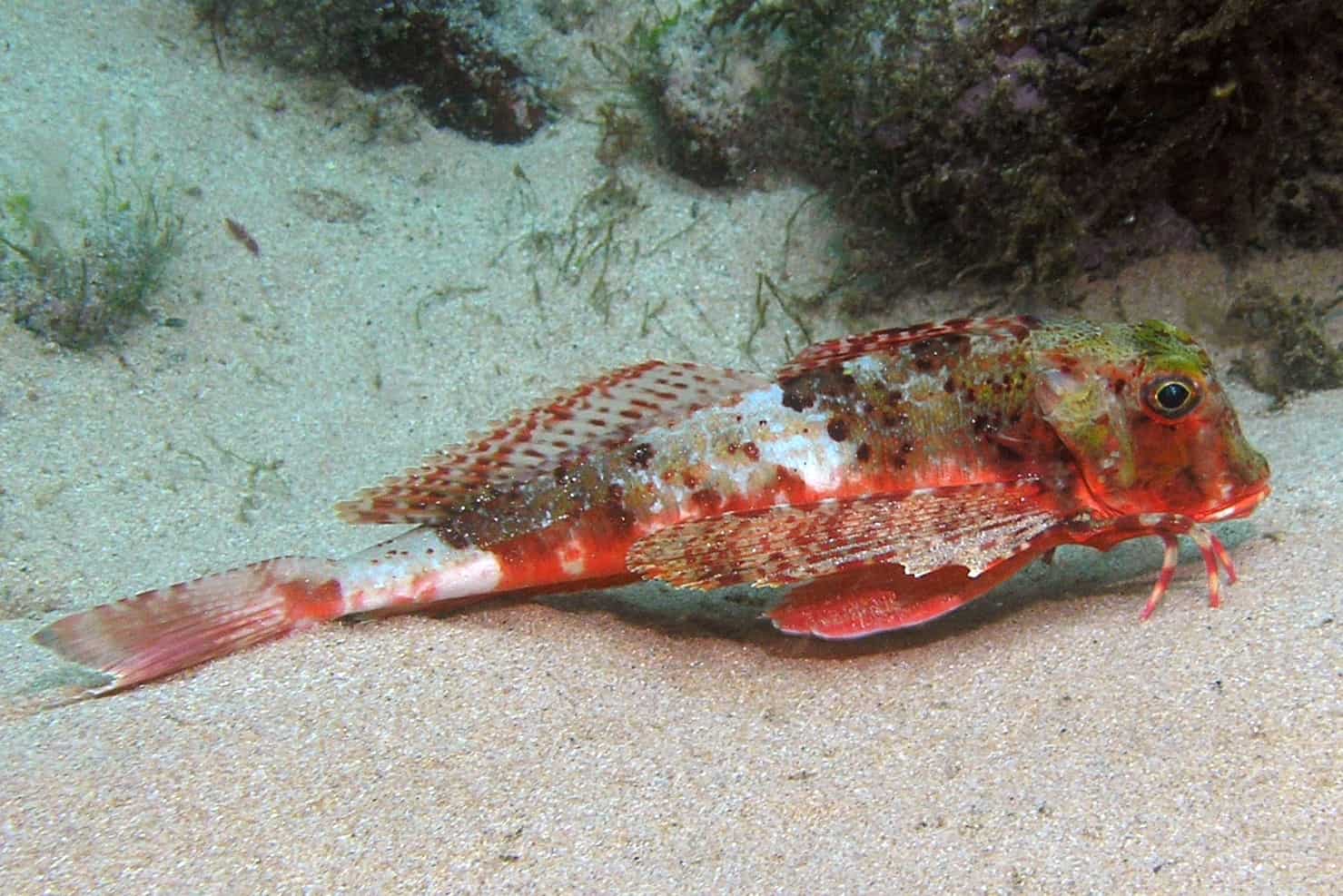 27 Most Popular Types of Fish With Legs