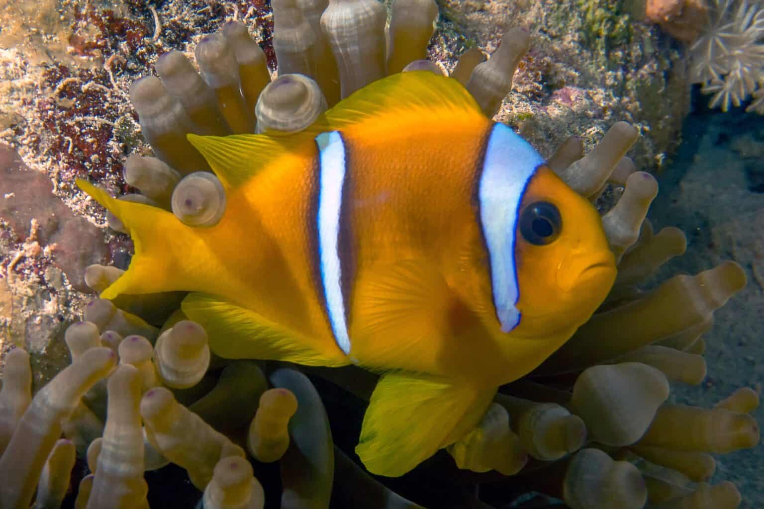 Where Do Clownfish Live? - Clownfish Habitat & Facts