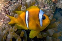 Where Do Clownfish Live? - Clownfish Habitat & Facts